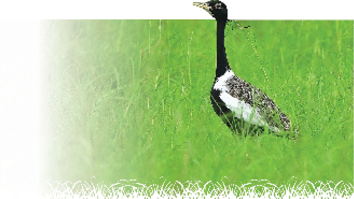 गवतातील मोर Peacock in the grass lesser florican