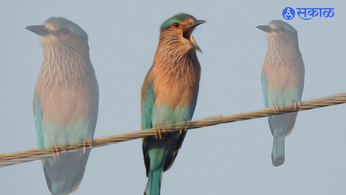 Neelkanth bird : मंगळवेढा शिवारात नीळकंठ पक्षी दाखल...हिवाळी ...