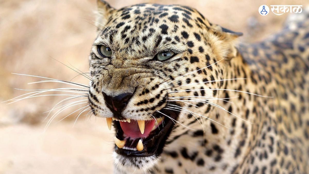Leopard Attack : बिबट्याच्या हल्ल्यात नऊवर्षीय मुलगा ठार Nine Year Old ...
