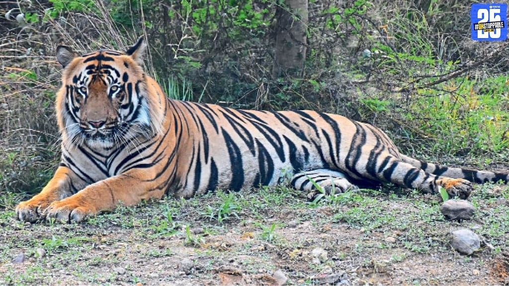 Wildlife In Rural Area : पंचायतराज प्रशिक्षण केंद्राच्या परिसरात वाघ ...