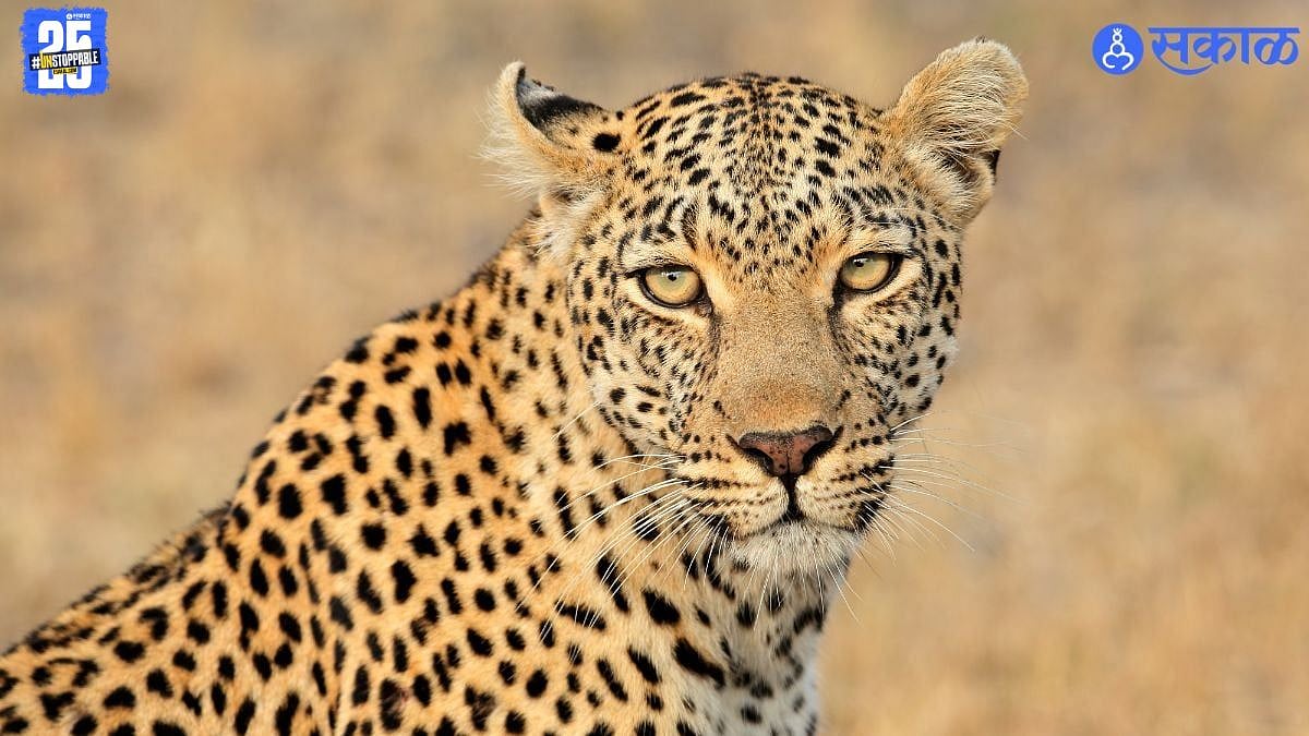 Leopard Attack : अरणवाडीत बिबट्याने पाडला गायीचा फडशा Leopard Kills Cow ...