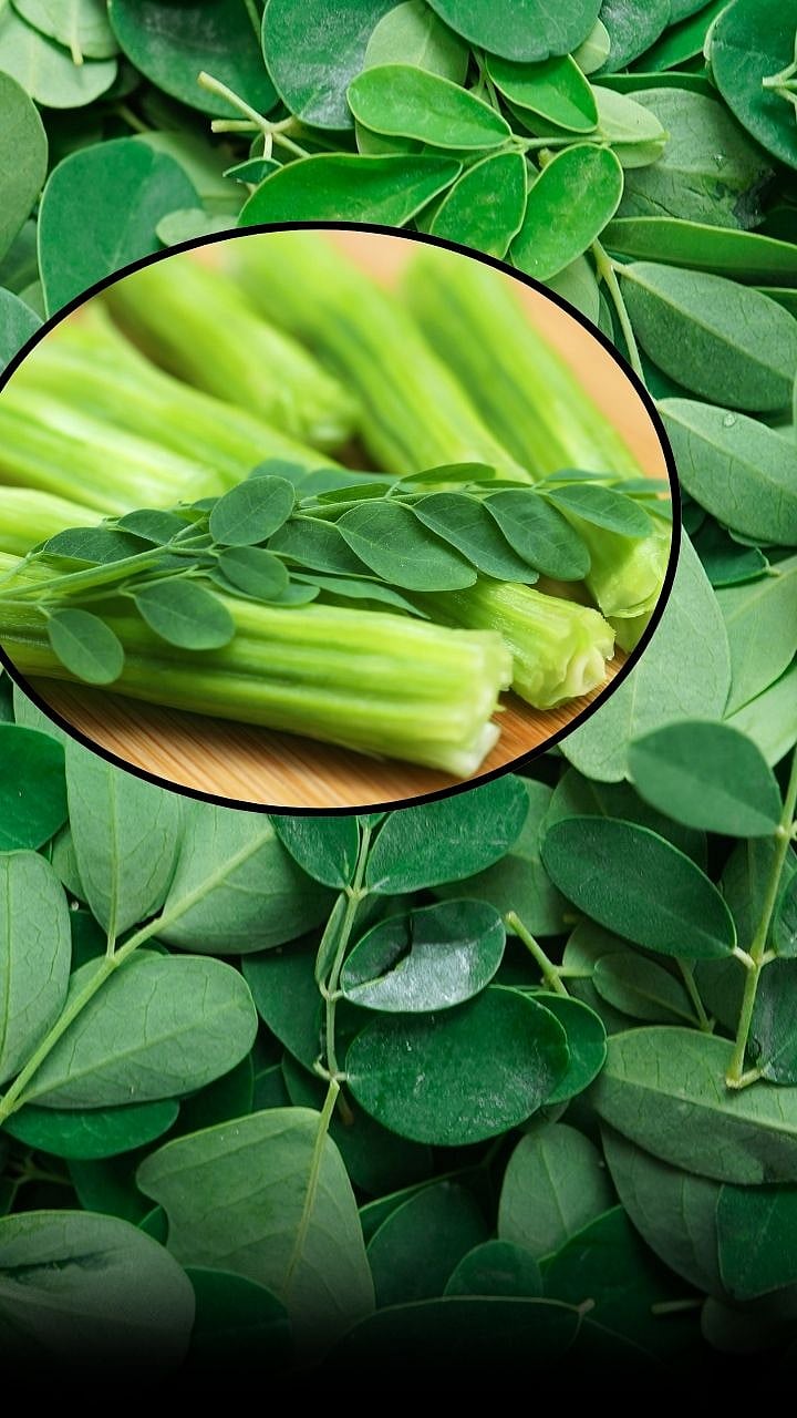 Moringa Side Effects : शेवगा 'या' 5 लोकांसाठी अत्यंत घातक, सेवन केल्यास ...