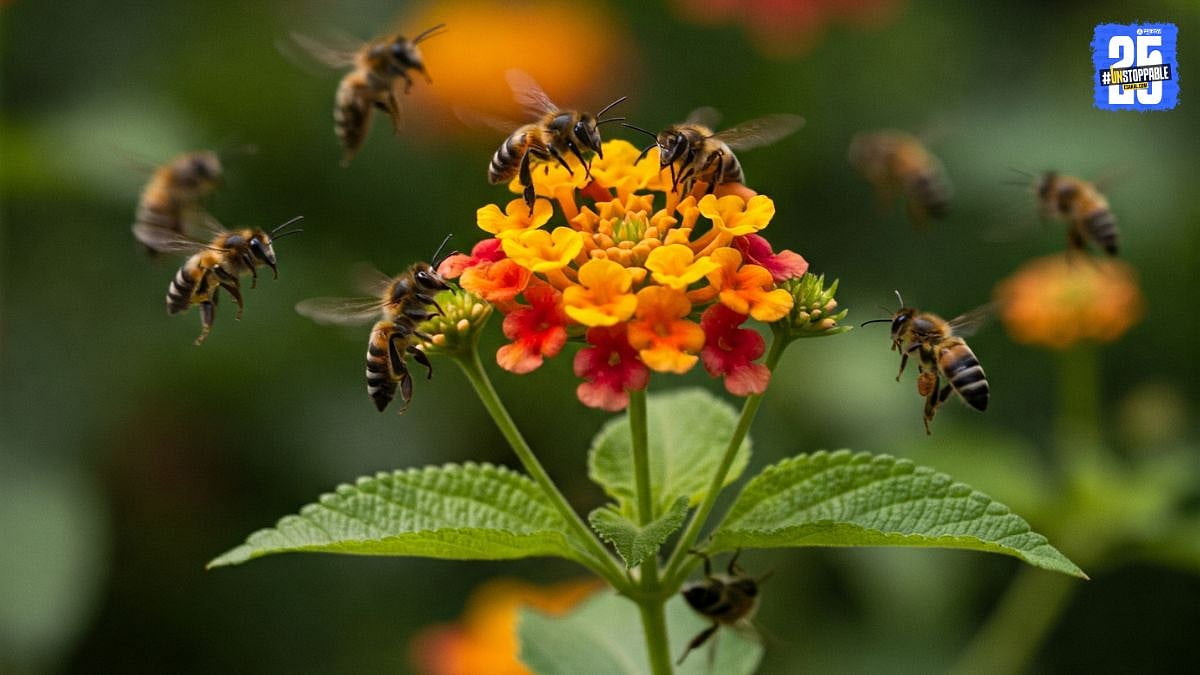 World Honey Bee Day 2025 : सातून घडलेला मधुर मानवी प्रवास; जागतिक ...