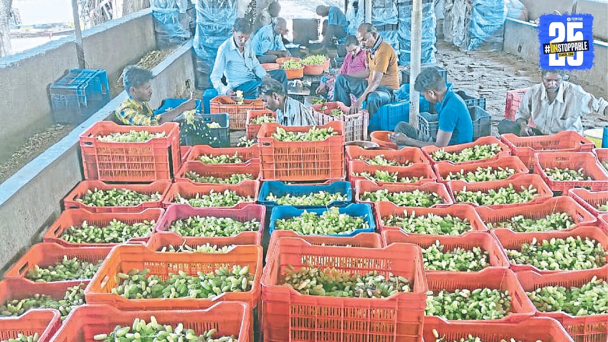 Yeola Grape Industry News : दुष्काळातही ‘युरोप’ गाठलं! येवल्यातून ४ हजार टन द्राक्षांची|Grapes ...