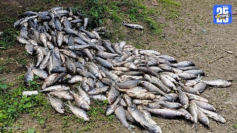 Ambad Jangi Lake Fish Kill : अंबड शहरातील जंगी तलाव (पाच पिंपळ) मधील ...