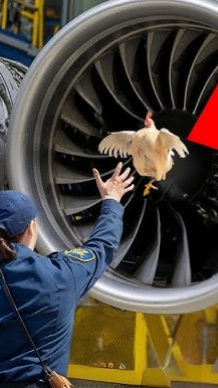 The Truth Behind Throwing Chickens at Airplane Engines Before Flight ...