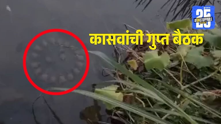 Viral video: Cute कासवांचा गोपनीय मेळावा... व्हायरल व्हिडिओ पाहिला का ...