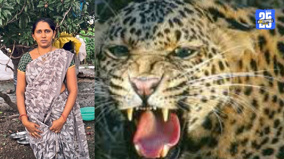 Sinnar News : आठ दिवसांत बिबट्याचा चौथा हल्ला; नागरिकांमध्ये भीतीचे वातावरण|Leopard Attack ...