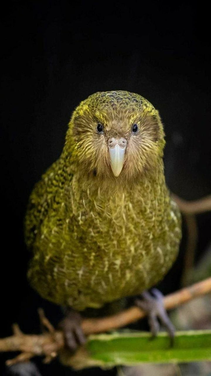 World's Only Parrot That Cannot Fly: जगातील एकमेव पोपट, ज्याला उडताच ...