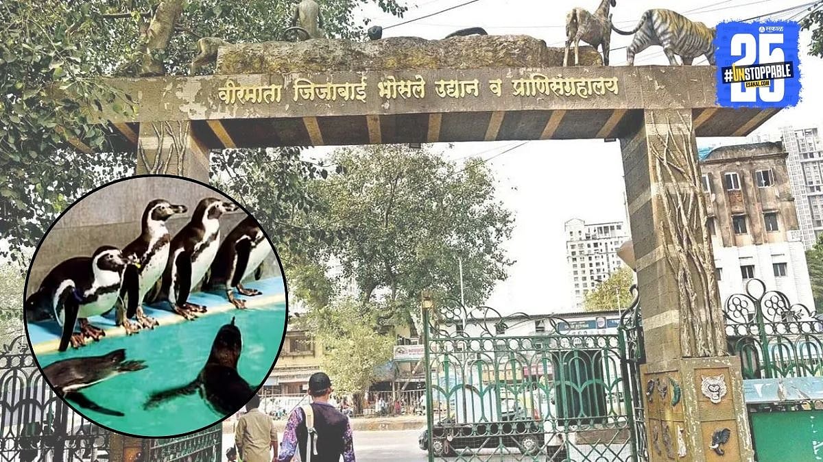 Municipal Corporation expansion project of penguins room in Byculla Zoo ...