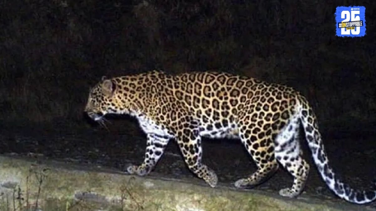 जुन्नर बिबट्यांचा वावर थांबवण्यासाठी अनोखा प्रयोग. Junnar Forest ...