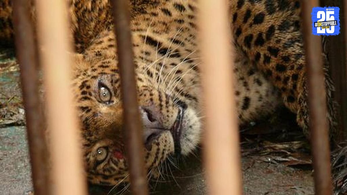 Leopards Died Kolhapur : कोल्हापुरात यापूर्वी दोन घटनांत बिबट्याचा ...