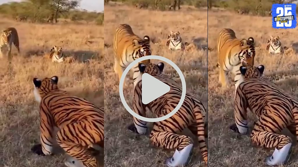 Fake Tiger and Real Tiger Viral Video : खतरनाक!!! वाघाचं कातडं पांघरून ...