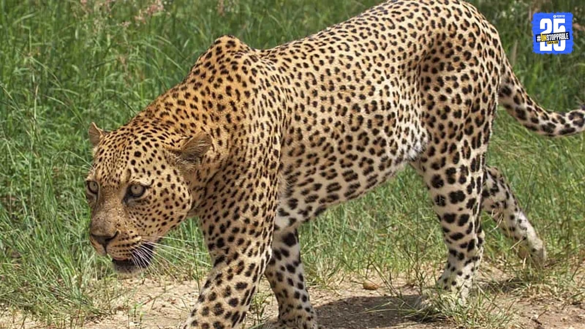 Junnar Leopard : माणिकडोह केंद्रात बिबट्यांचा हाऊसफुल्ल मुक्काम! ५० ...