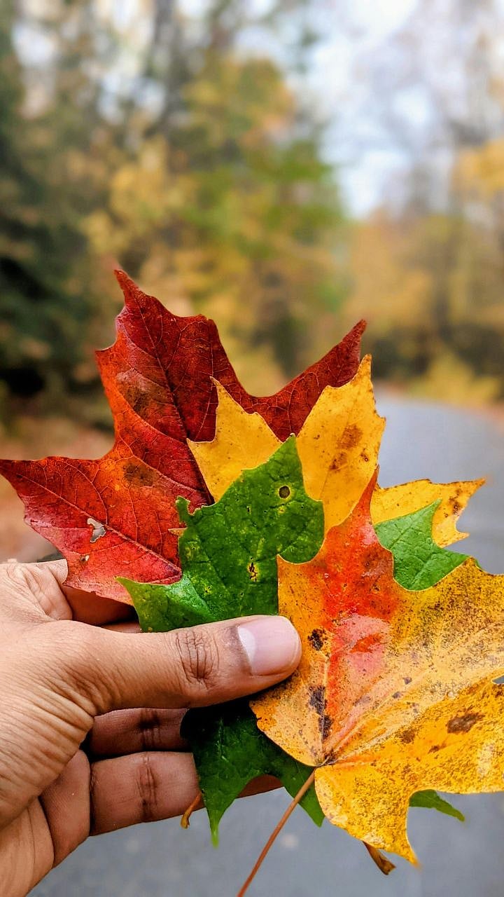 What is scientific process of leaves changing color | पानांचा रंग ...
