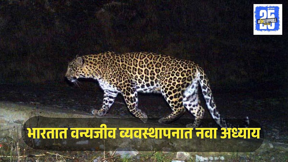 leopards in Maharashtra will be sterilized | महाराष्ट्रातील बिबट्यांची ...