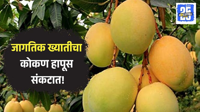 Gujarat claims ownership of mango by applying for GI tag under the name ...