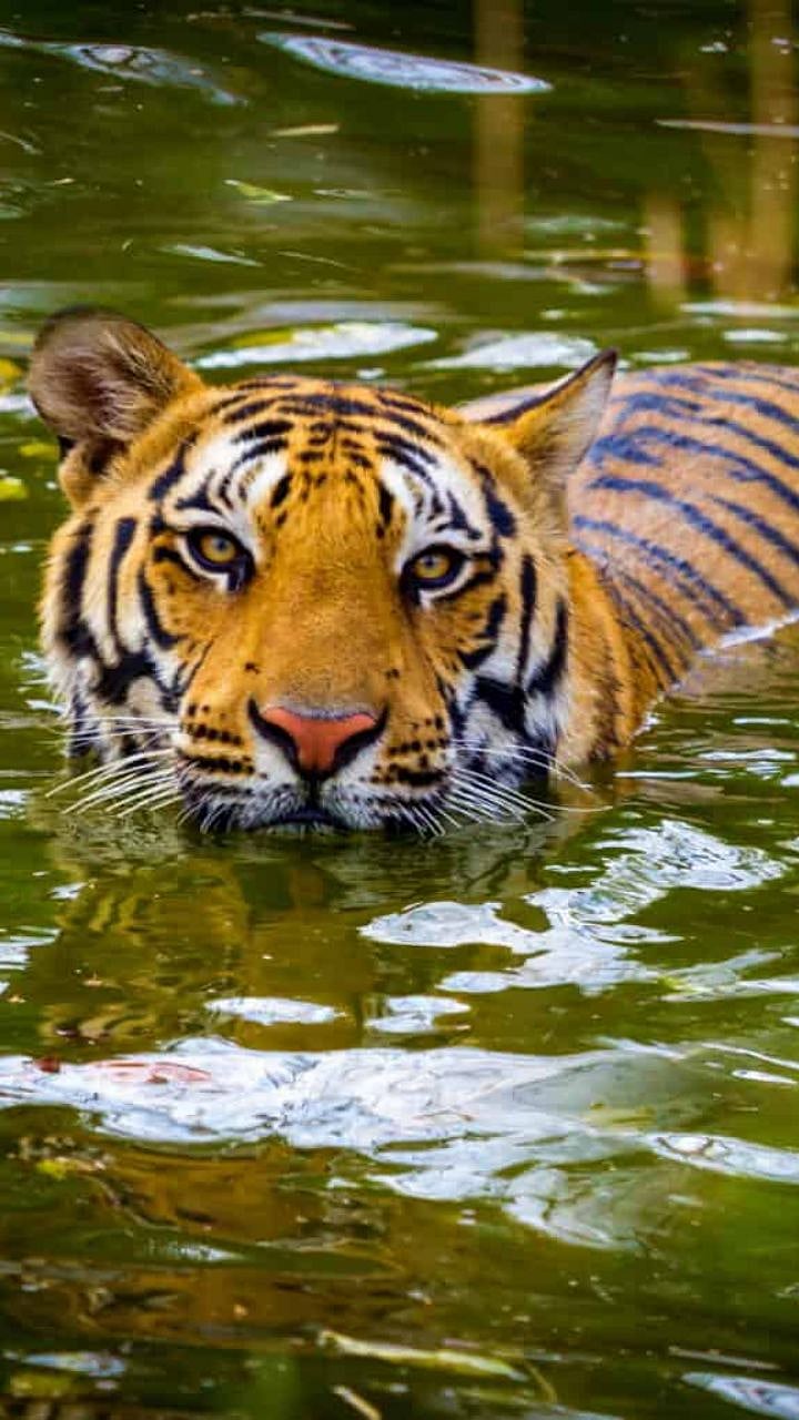 वाघ किती तास पोहू शकतो? काय आहे खासियत? | Tiger Swimming Facts, Can ...