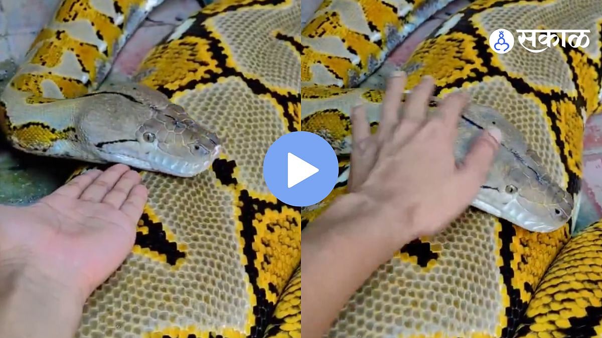 Python Tickling Viral Video : अजगरालाही होतात गुदगुल्या, तुमचाही ...