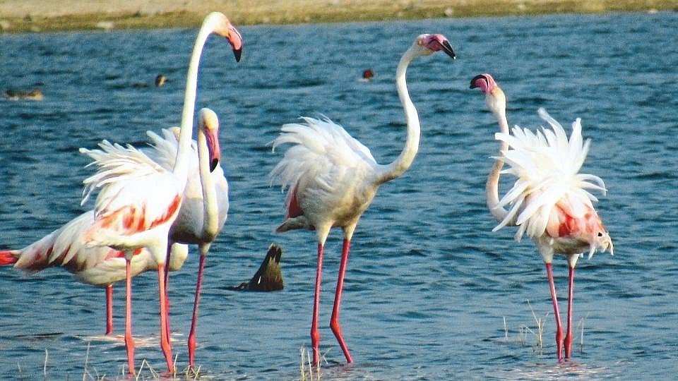 Good News : मायणी पक्षी संवर्धन झाले राजपत्रित; महाराष्ट्र शासनाची ...