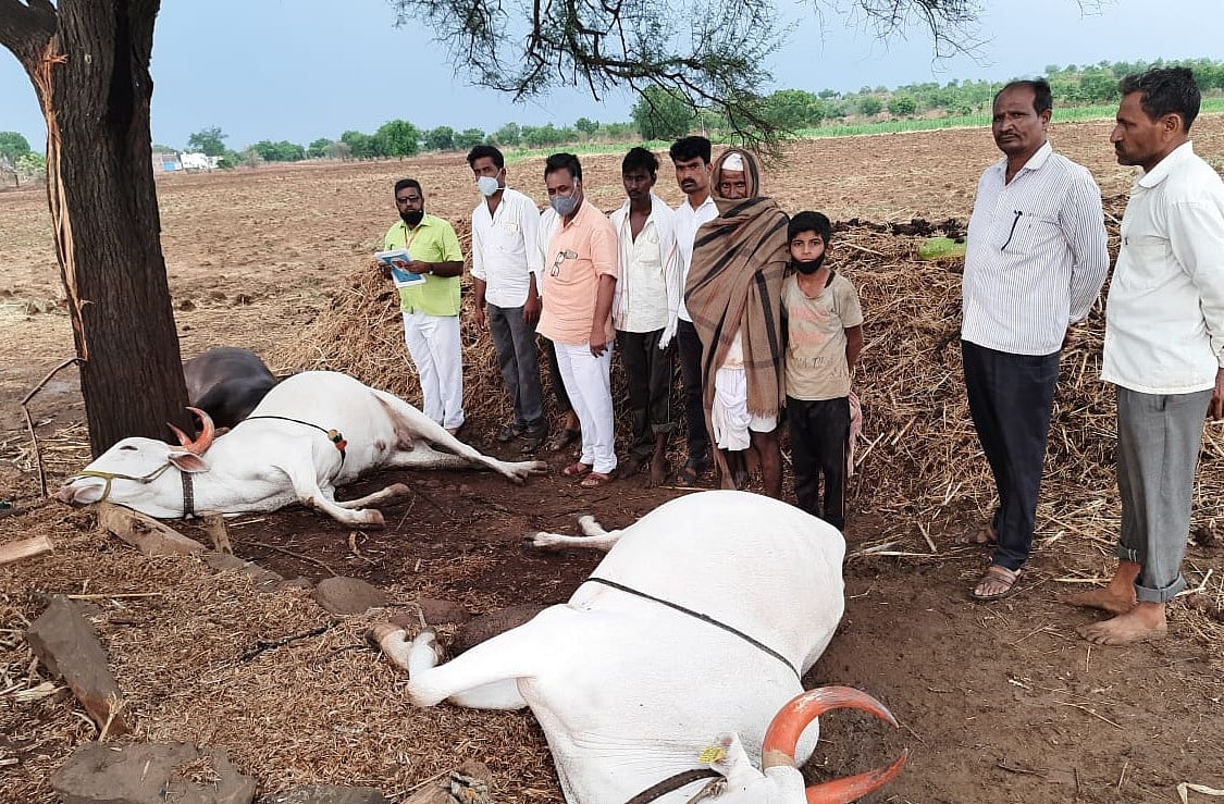 अवकाळी पावसाचा कहर! निलंग्यात पाच गावातील आठ जनावरे दगावली