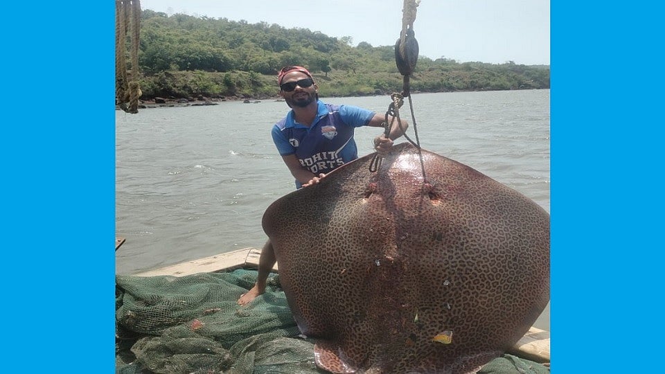 अबब! दीडशे किलोचा ‘वाघळी’मासा सापडला जाळ्यात