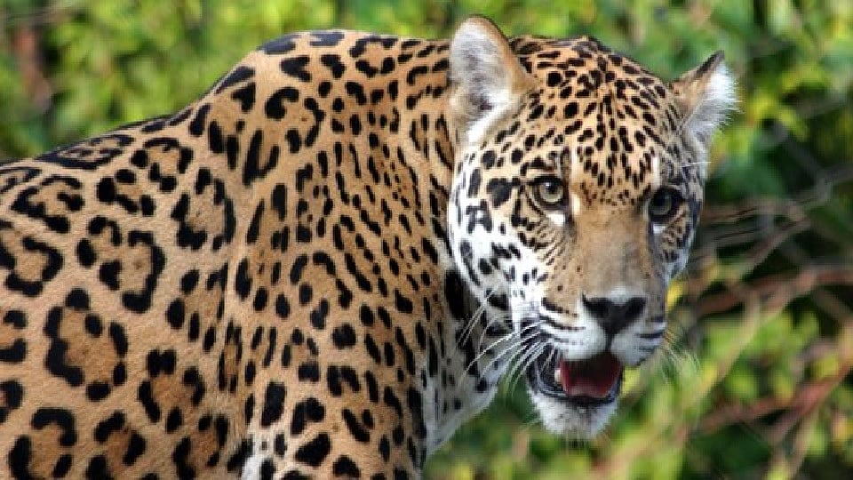 नांदोशीत बिबट्याची दहशत; शेळीचा फडशा