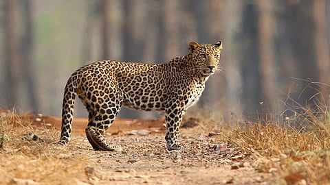 Leopard : चित्ता शोधतोय नैसर्गिक अधिवास