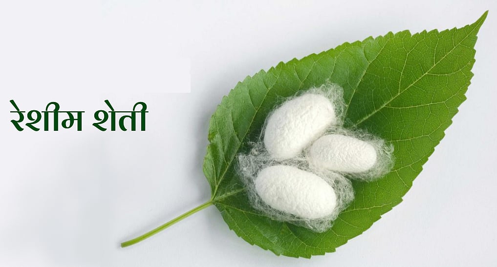 बुलढाणा; रेशीम शेतीतून 11 शेतकऱ्यांनी शोधली समृध्दीची दिशा