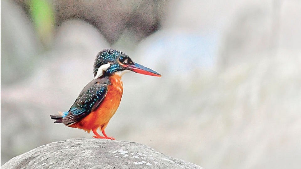 पक्षीदर्शन : मिशन ‘ब्लिथ्स’