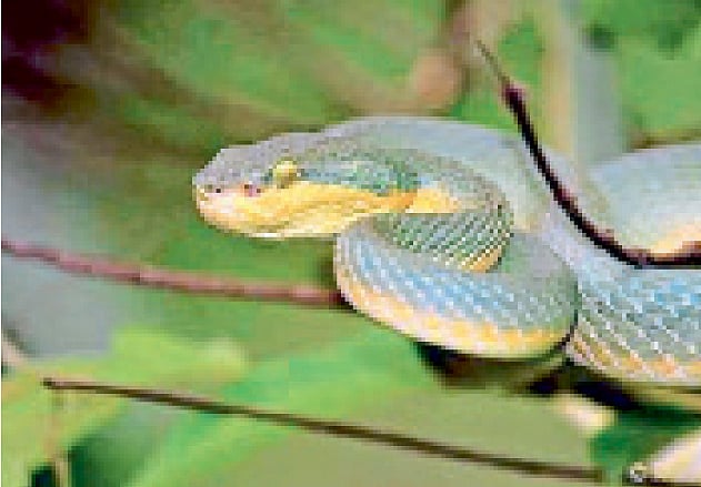 वाकड परिसरामध्ये आढळला चापडा साप