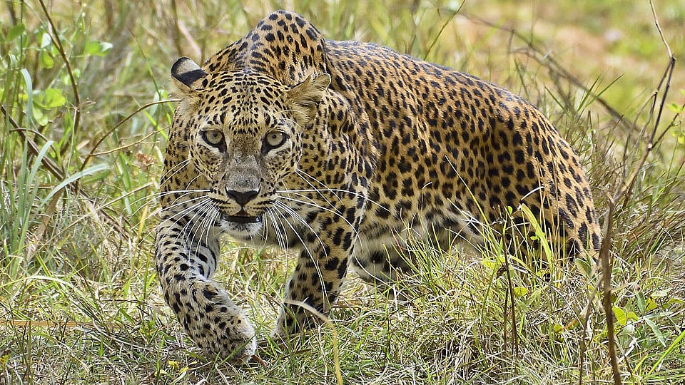 Leopard Attack : बिबट्याच्या हल्ल्यात चार वर्षीय बालकाचा मृत्यू leopard ...