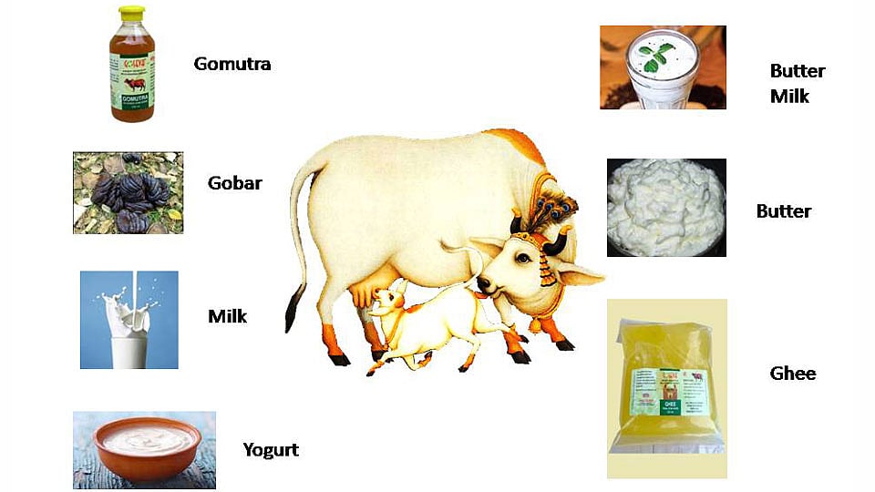 पंचगव्य चिकित्सा