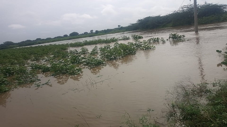 सेलू तालुक्यात सततच्या पावसाने शेती खरडली, पिके गेली