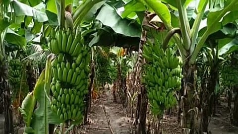 किनवटच्या केळीला पंजाबमध्ये मागणी, पण शेतकऱ्यांना भुर्दंड | Nanded News