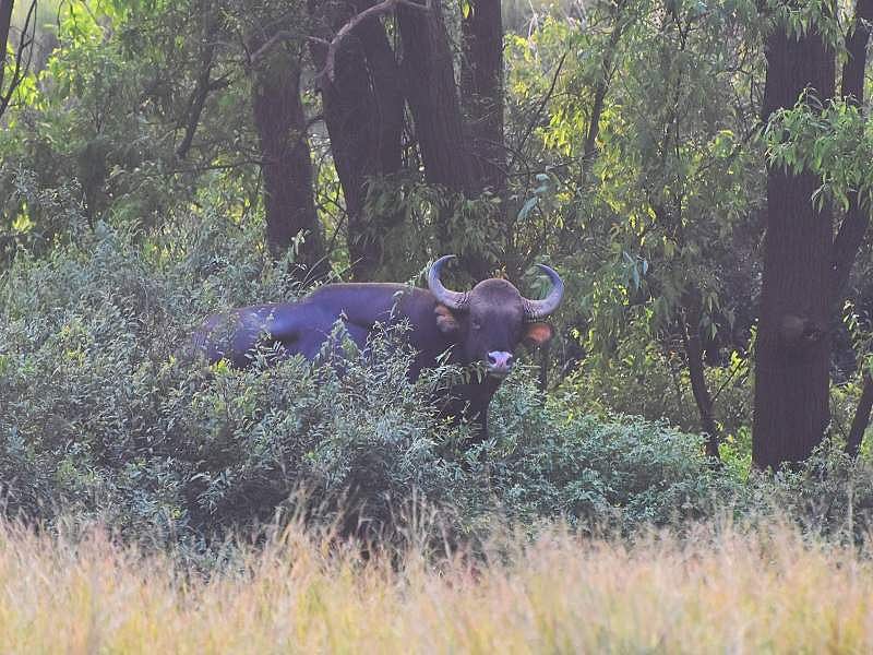 Kolhapur : अतिउत्साह, गोंगाट उठतो जीवावर