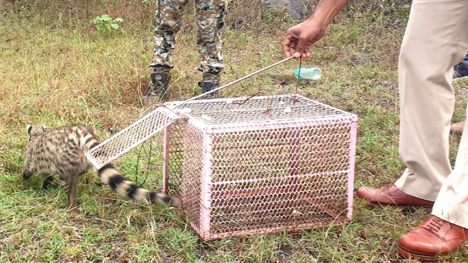 कऱ्हाड : घुशी पकडण्याच्या पिंजऱ्यात अडकलं उदमांजर | Udmanjar