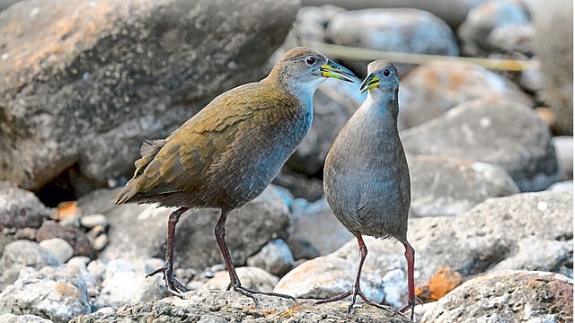 लाजाळू फटाकडी