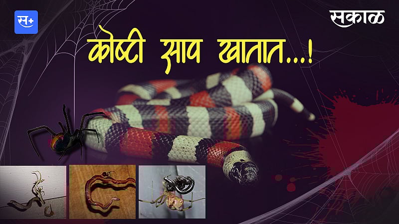 कोष्टी साप खातात...! | Premium Article