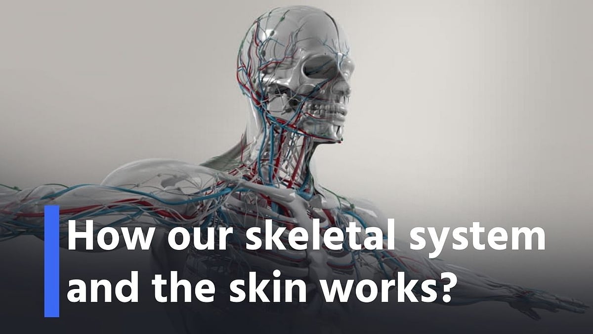 Std 6th General Science - Lesson 8 - How our skeletal system and the ...