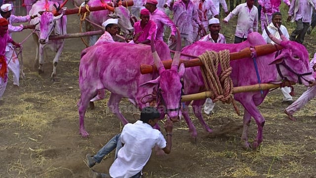 महाराष्ट्राला खुणावणारी बावधनची सुप्रसिद्ध 'बगाड यात्रा | Bavdhan Bagad ...