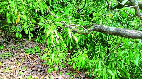 pimpri chinchwad : आंब्याचे कलम तोडल्याने शेतकऱ्याचे नुकसान