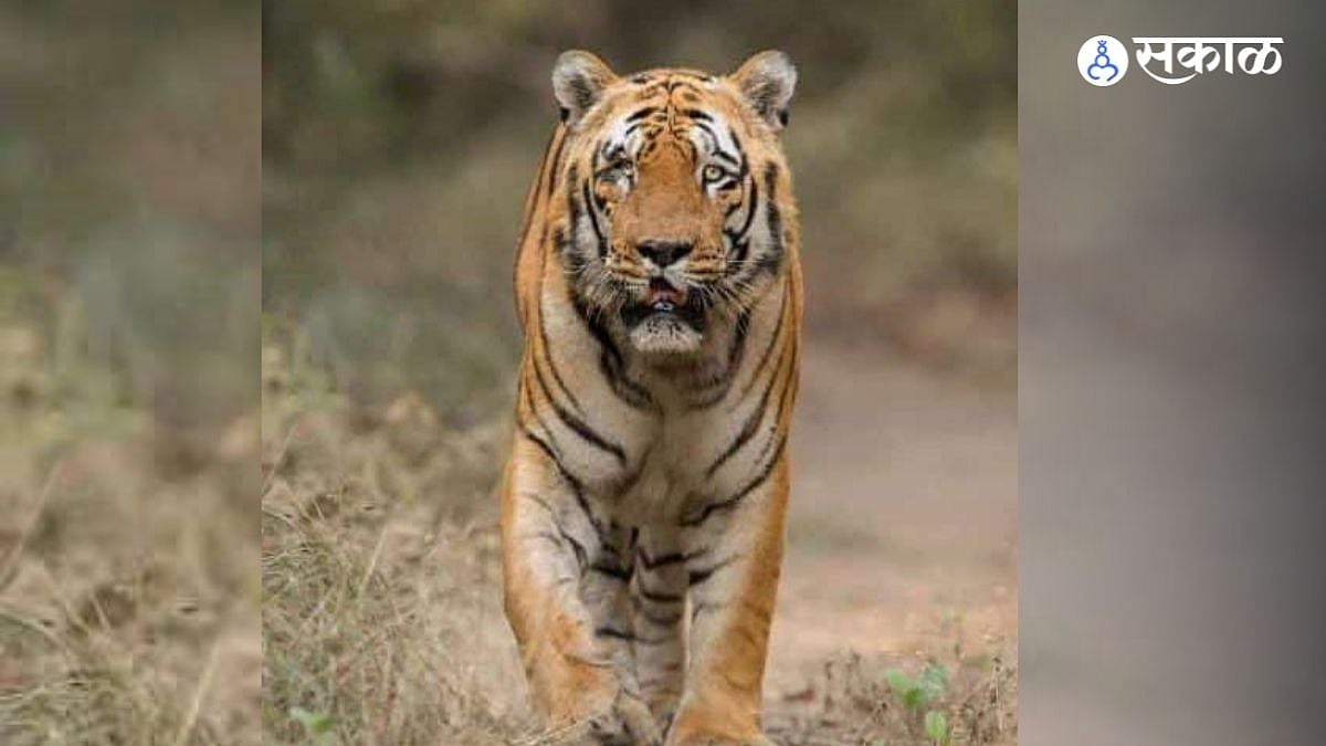 Chandrapur | सर्वांत वृद्ध वाघाचा मृत्यू; ‘वाघडोह’ नावाने प्रसिद्ध