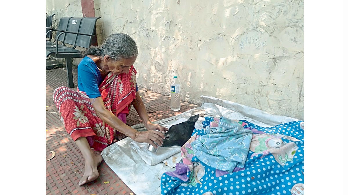 भटक्या प्राण्यांच्या सेवार्थ बेहेनजींना हवीय मदत