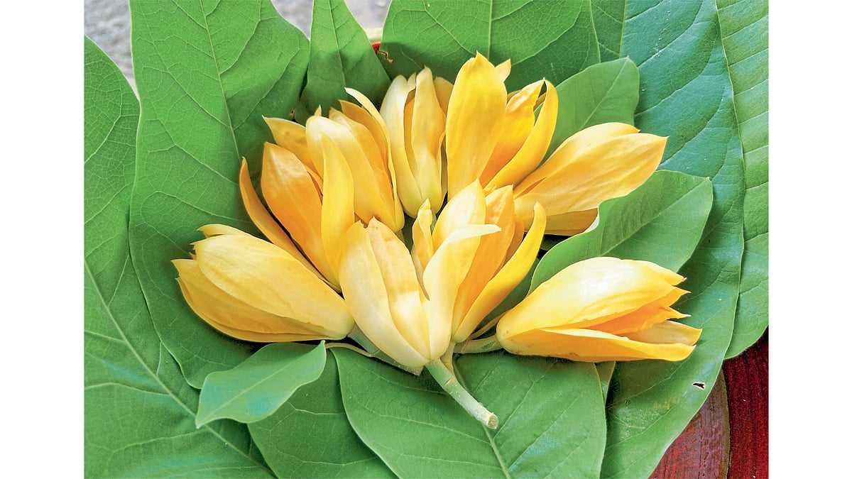 चाफ्याची फुलं...!