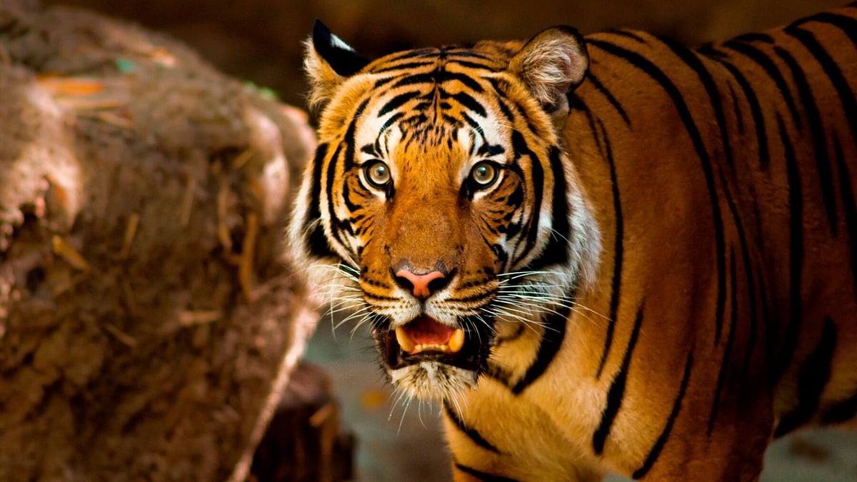 Tiger Monitoring Register : पेंचमधील वाघांचा मागोवा घेतेय ‘टीएमआर’