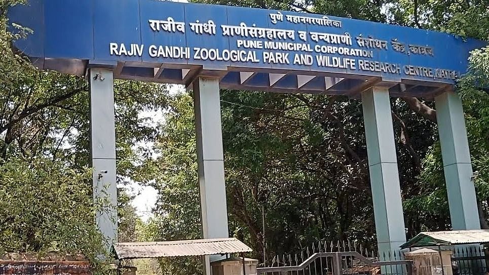 Katraj News : कात्रज प्राणी संग्रहालयातील पसार बिबट्या आढळला १२ ...