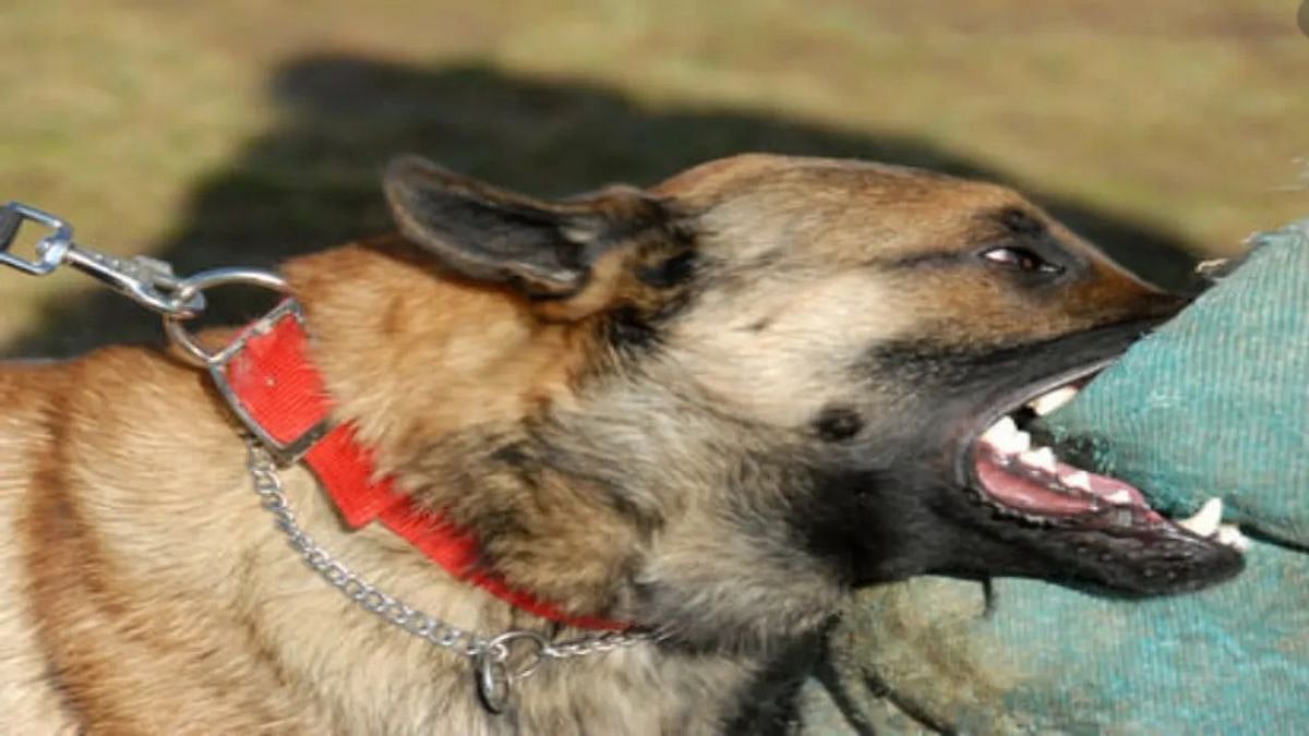 Dog Aggression: माणसाचे मित्र म्हणवणारे कुत्रे माणसावरच हल्ला का करतात ...