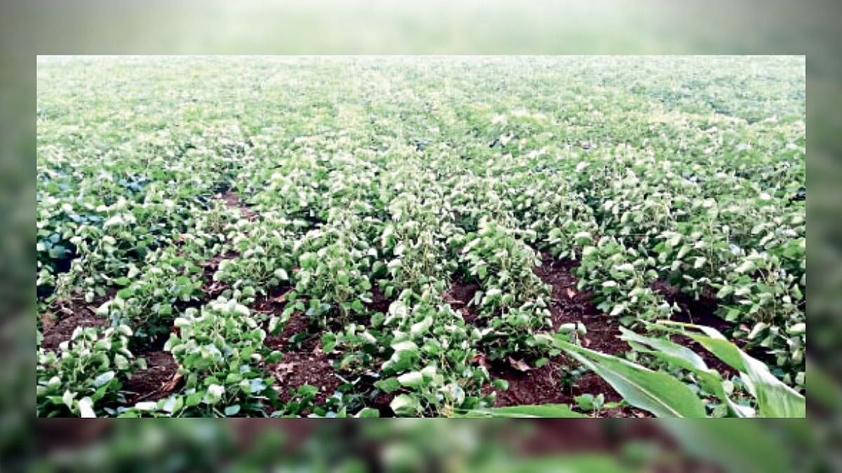 Beed : डोंगर भागातील पिके माना टाकू लागली