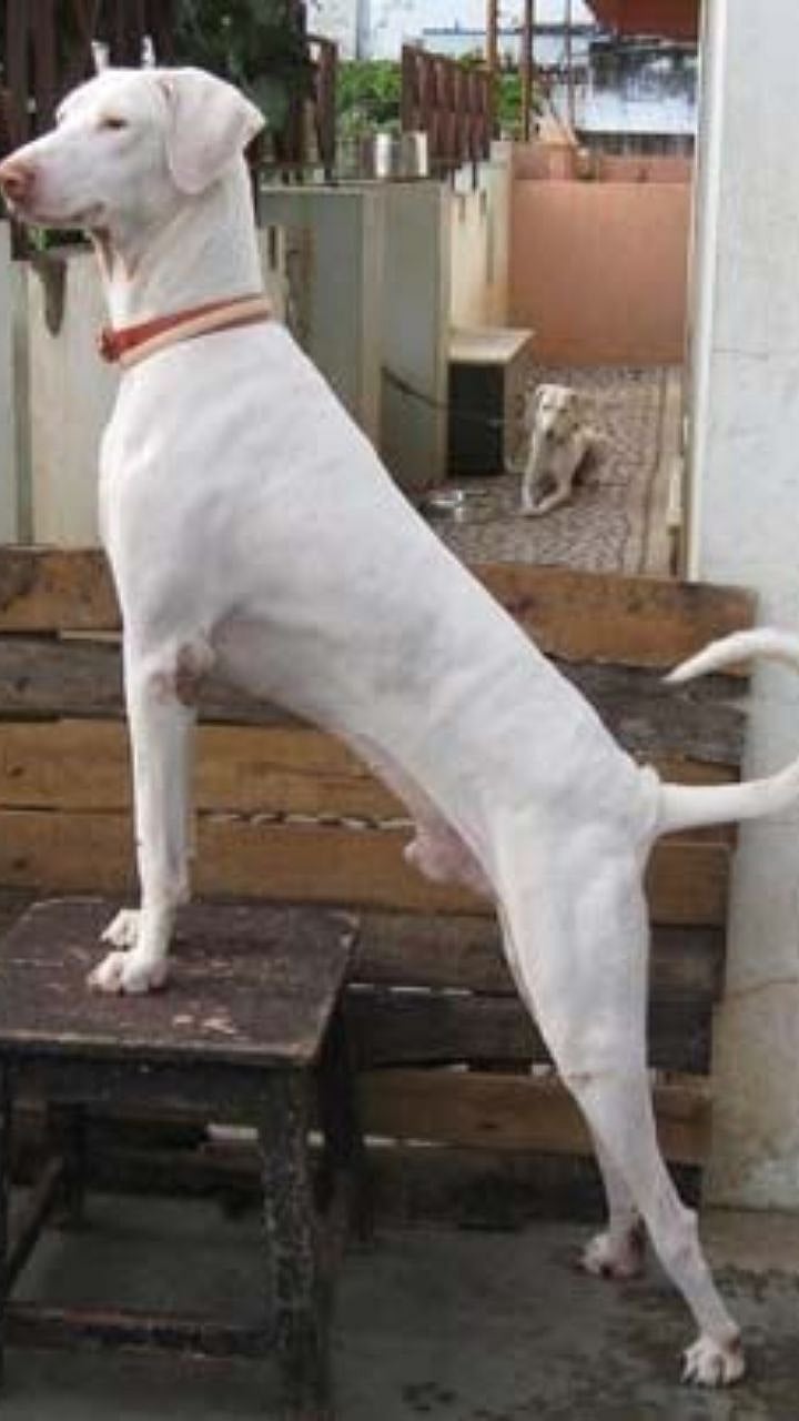 International Dog Day : आंतरराष्ट्रीय कुत्रा दिवस